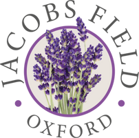 Jacobs Field Lavender